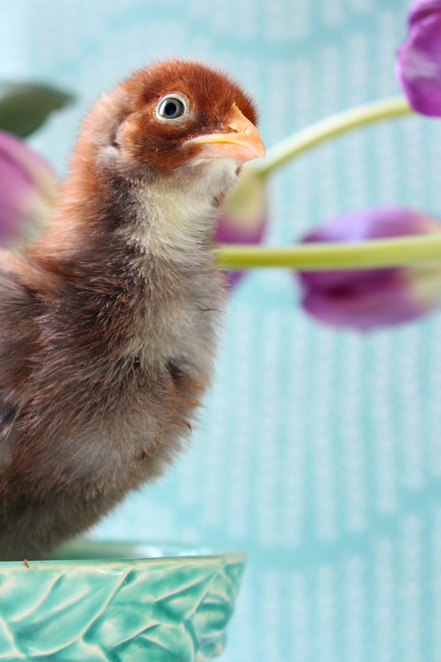 Baby Chicks Photo Shoot Vol. 2 | Dans le Lakehouse