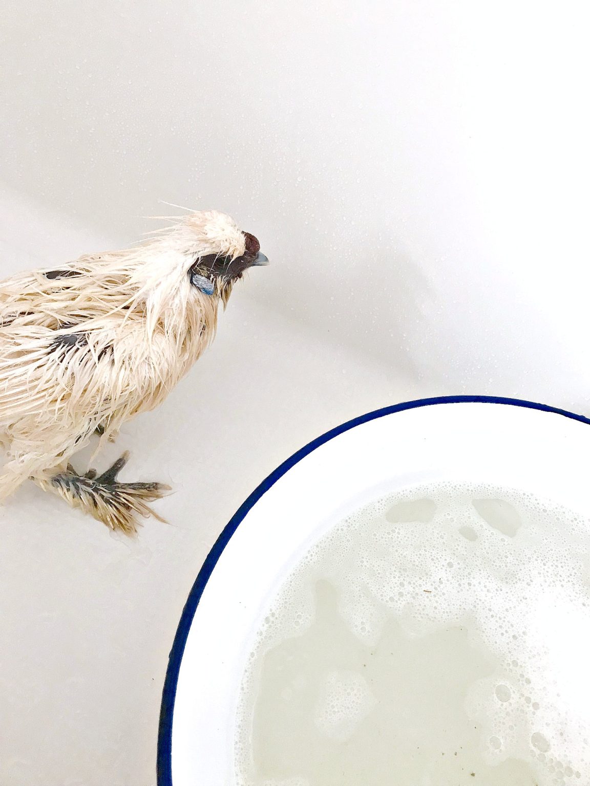 How to Bathe a Chicken (And Why You Need to) | Dans le Lakehouse