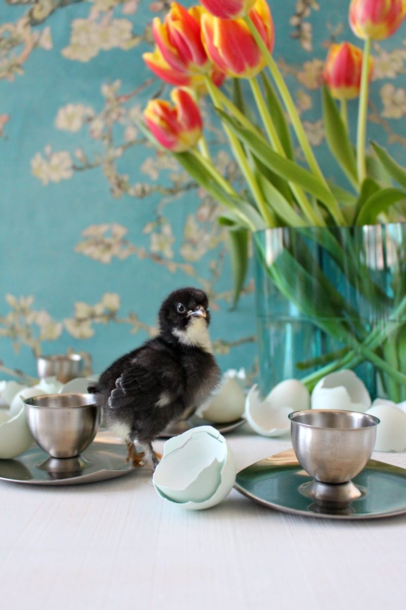 Spring Baby Chick Photos | We Got a New Batch of Chicks! | Dans le ...