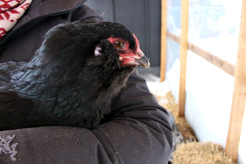 Keeping Chickens Warm in Extreme Cold Winter Weather | Dans le Lakehouse