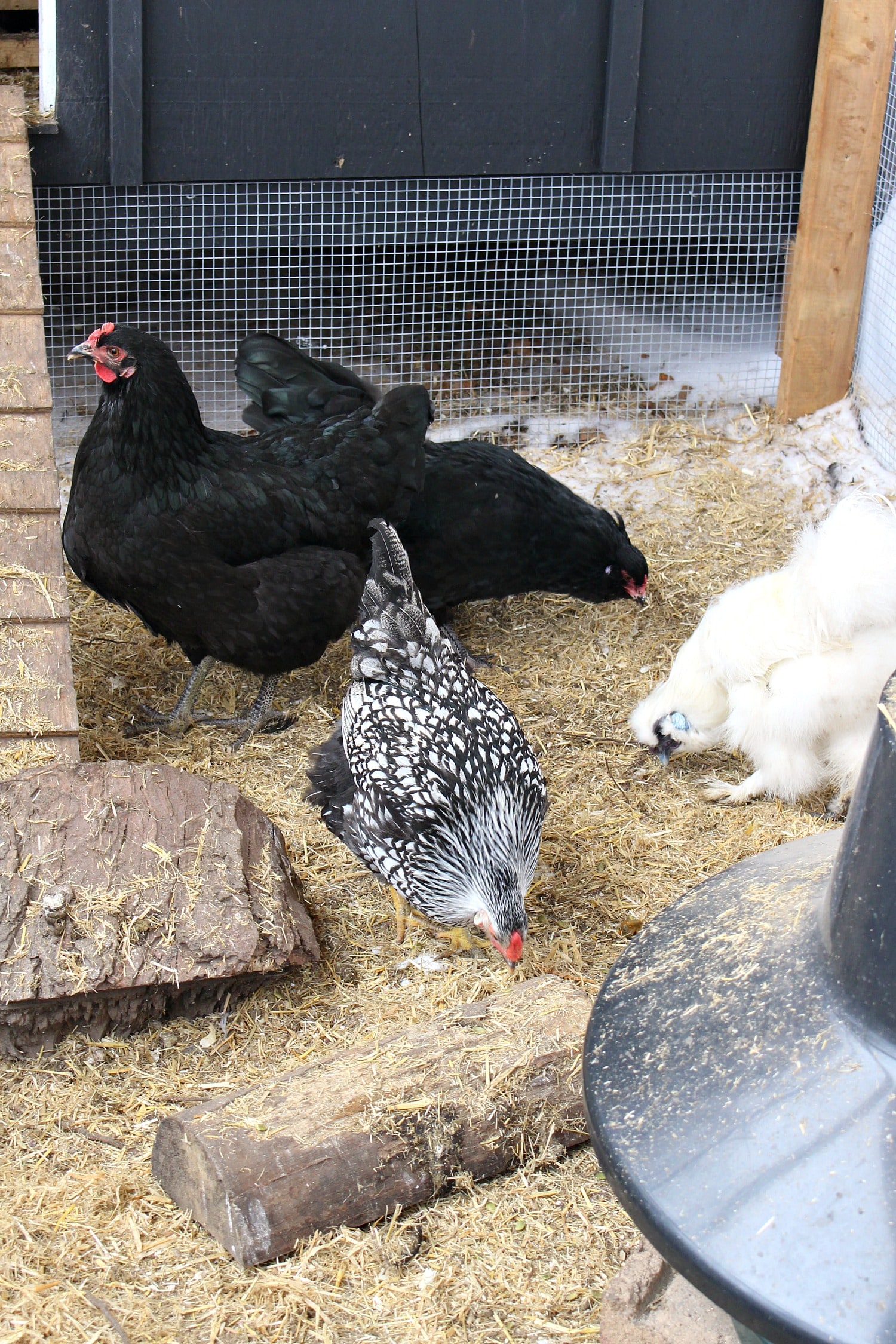 Keeping Chickens Warm in Extreme Cold Winter Weather | Dans le Lakehouse