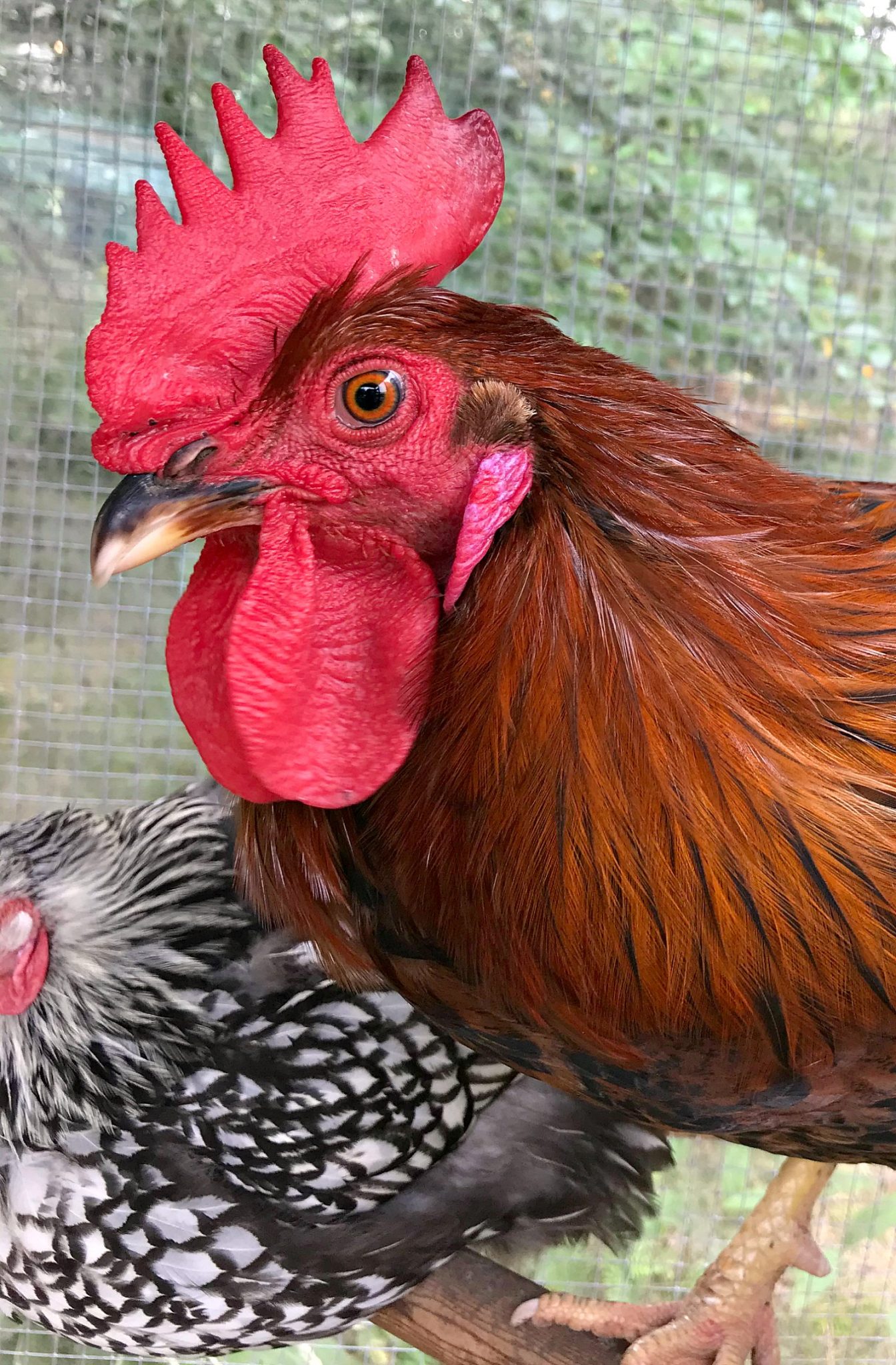 Sad Chicken Stories | Dans le Lakehouse